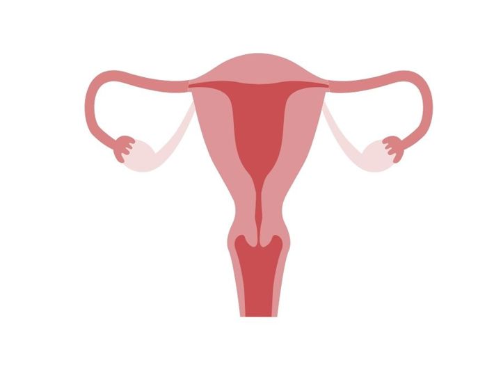 Understanding the Different Uterine Shapes in Women