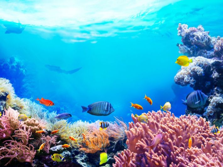 دليلك حول أنواع الأسماك البحرية