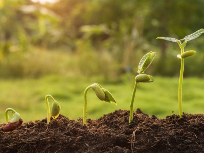 كيف تنمو النباتات؟