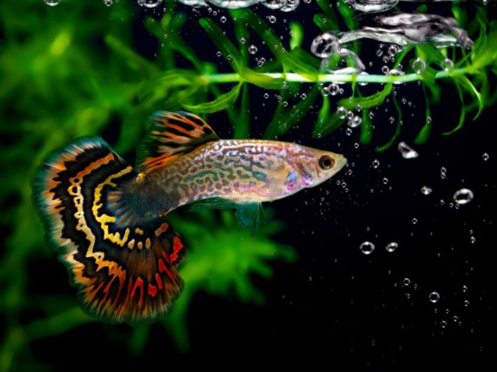 ما هي أنواع الأسماك التي يمكن تربيتها؟