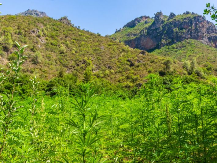 عدد غابات المغرب